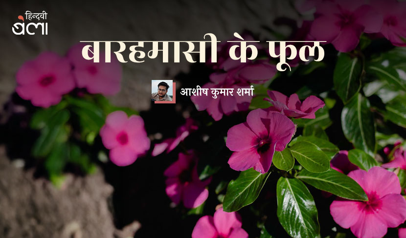 बारहमासी के फूल | हिन्दवी बेला